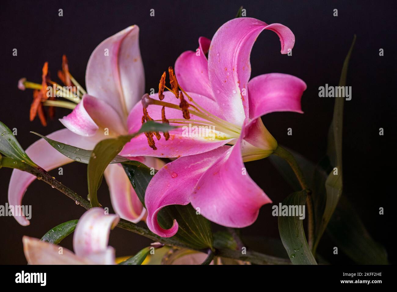 Lily bulbs hi-res stock photography and images - Alamy