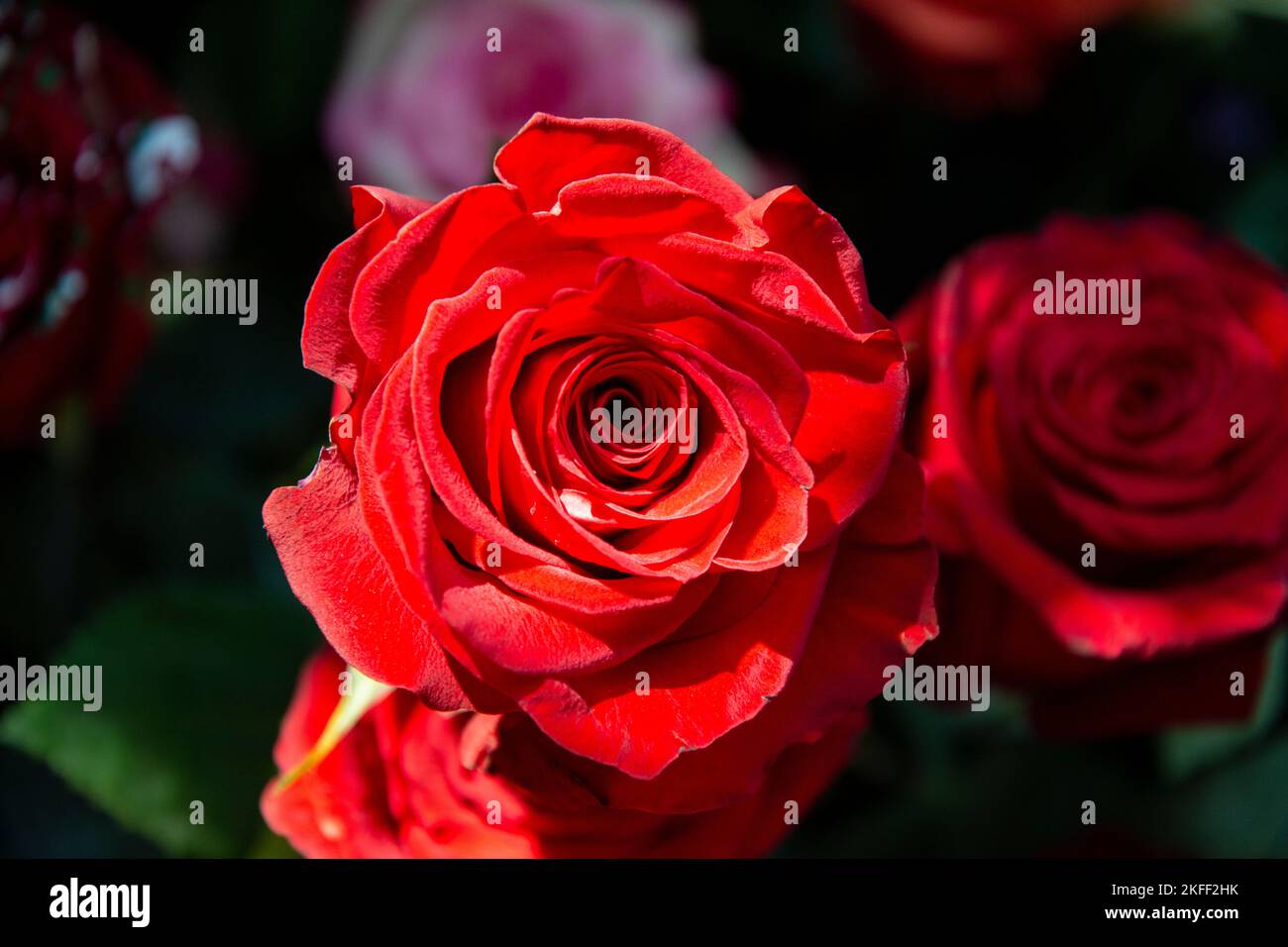 Forever rose hi-res stock photography and images - Alamy