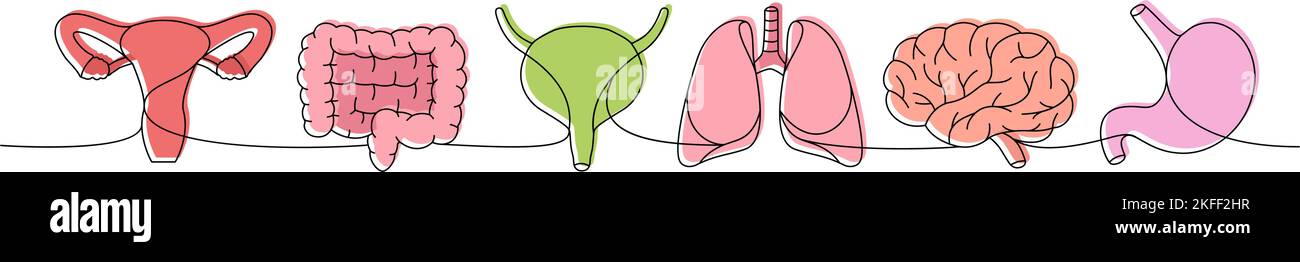 Set of human organs one line colored continuous drawing. Lungs, brain, stomach, bladder ...