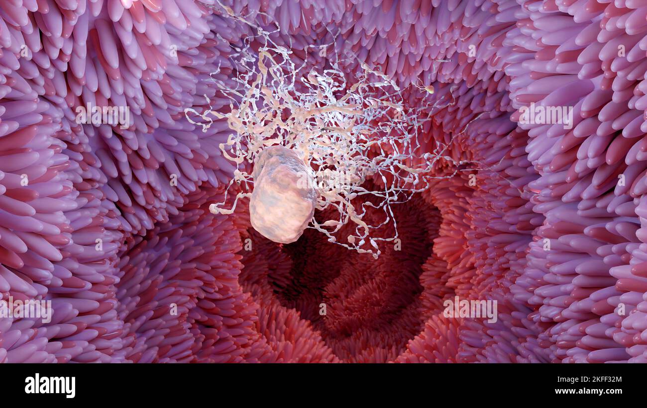 Helicobacter pylori illustration microaerophilic bacterium which ...