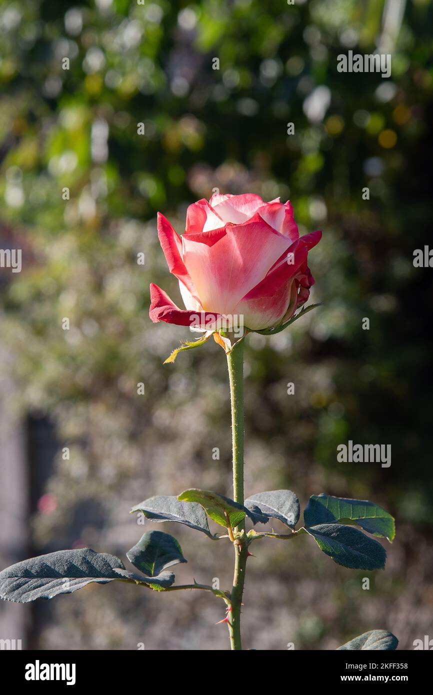 Floriculture alone hi-res stock photography and images - Alamy