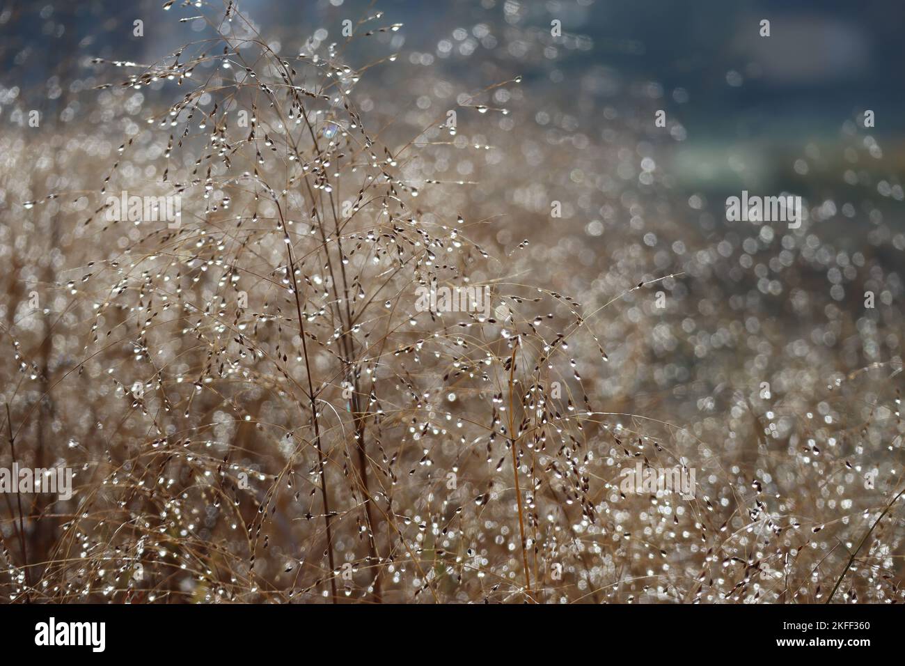 Will o' the wisps hi-res stock photography and images - Alamy