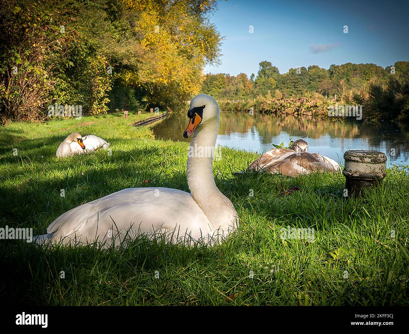 Family swans cygnets canal hi-res stock photography and images - Alamy