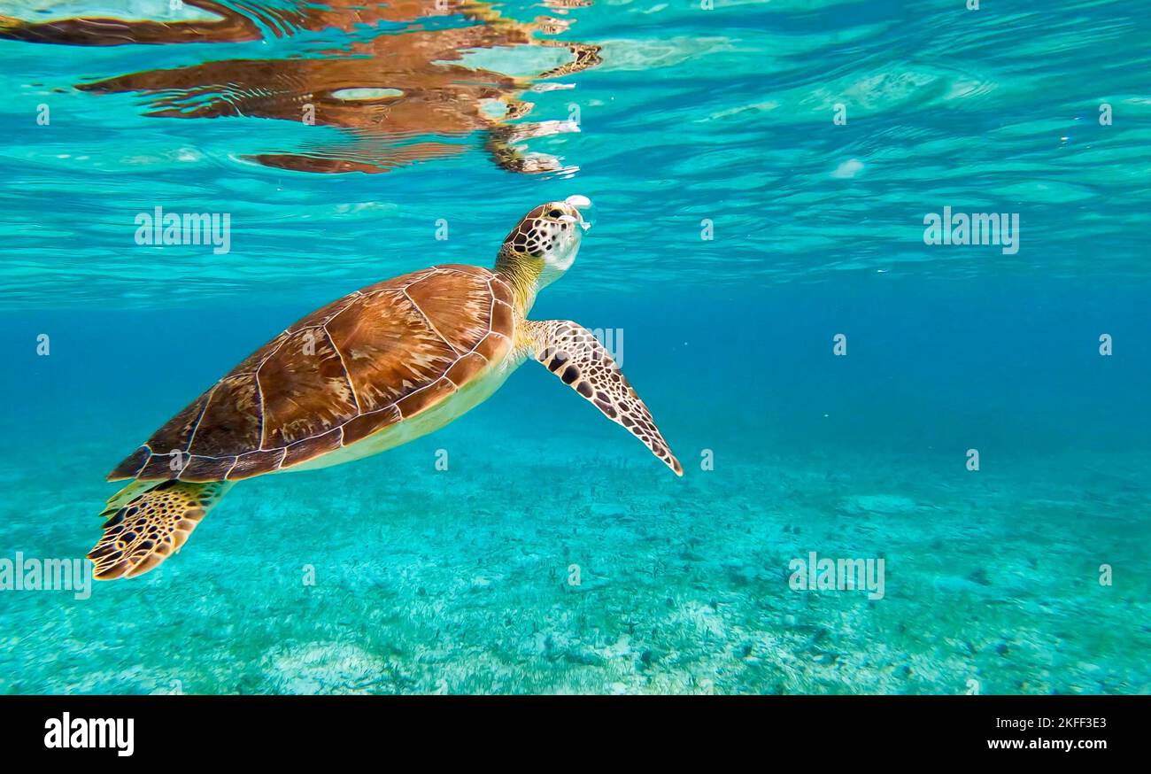 Green Sea Turtle swimming underwater, Atlantic Ocean, Spotts Beach ...