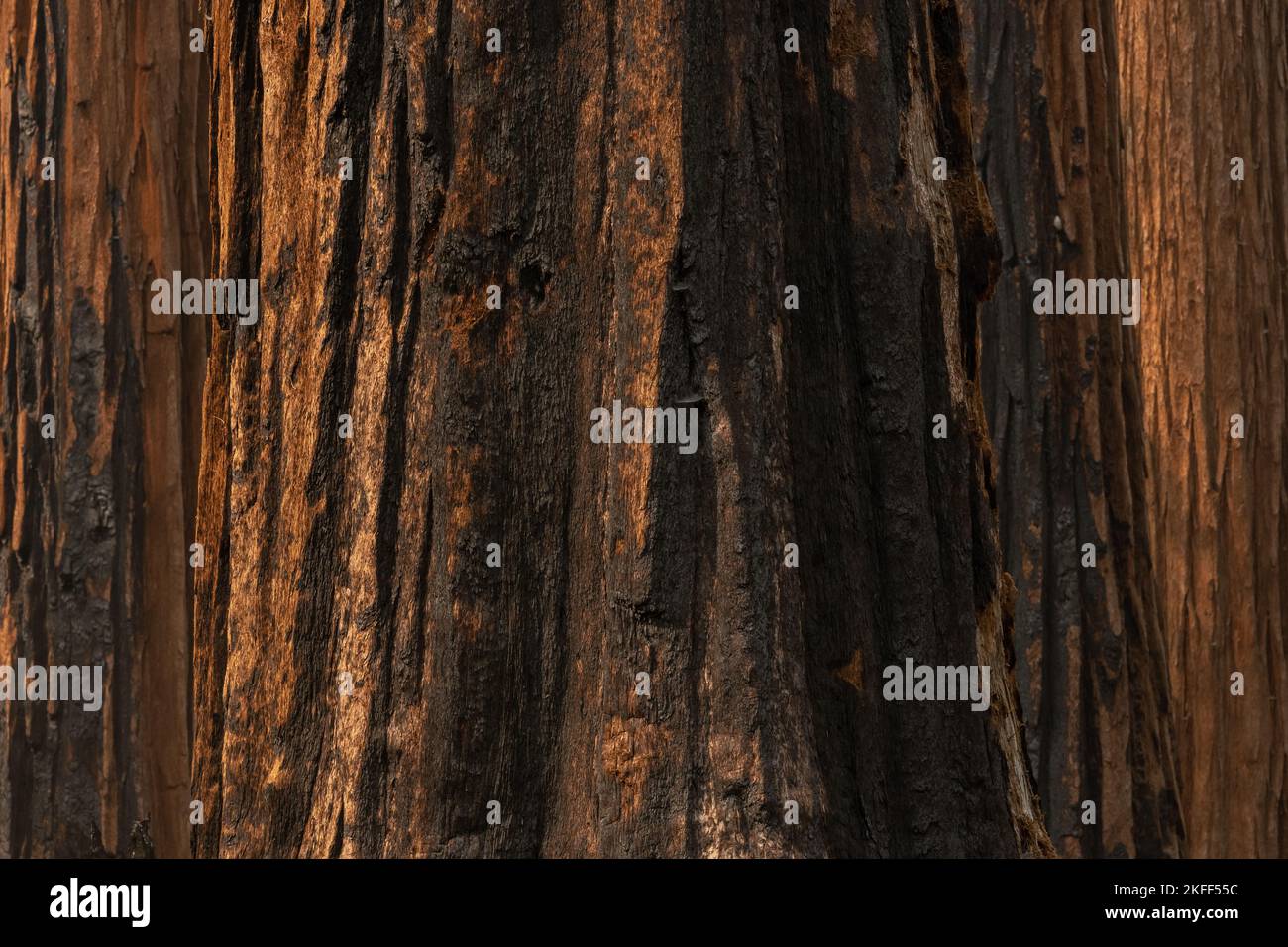 Black Burns Scar The Base of Giant Sequoia Tree in Yosemite National ...