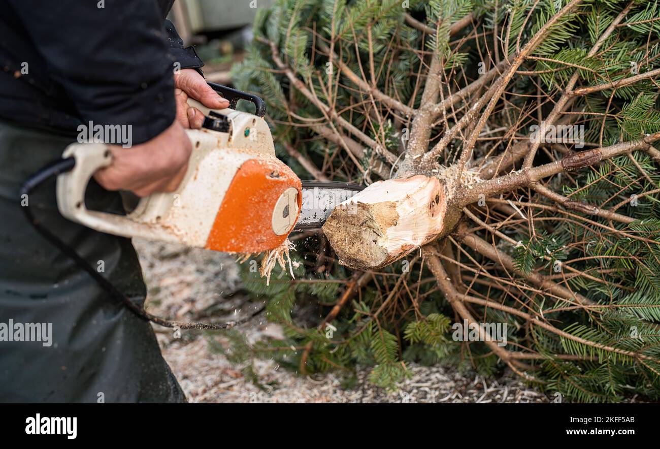 Workman shapes a freshly chosen fir tree or Christmas tree with a ...