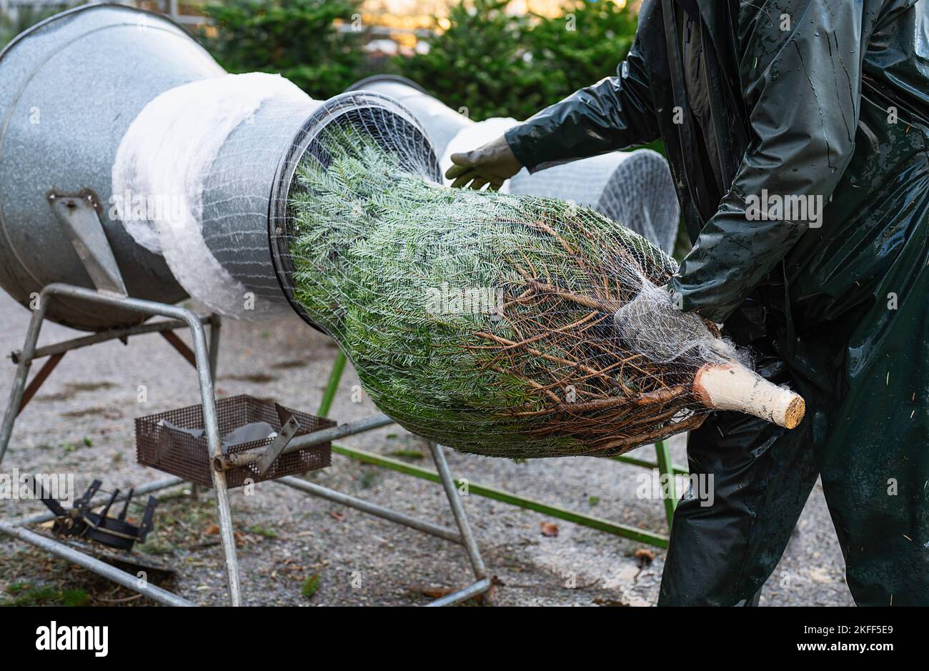 a man pulling a freshly chosen fir tree or Christmas tree through a ...