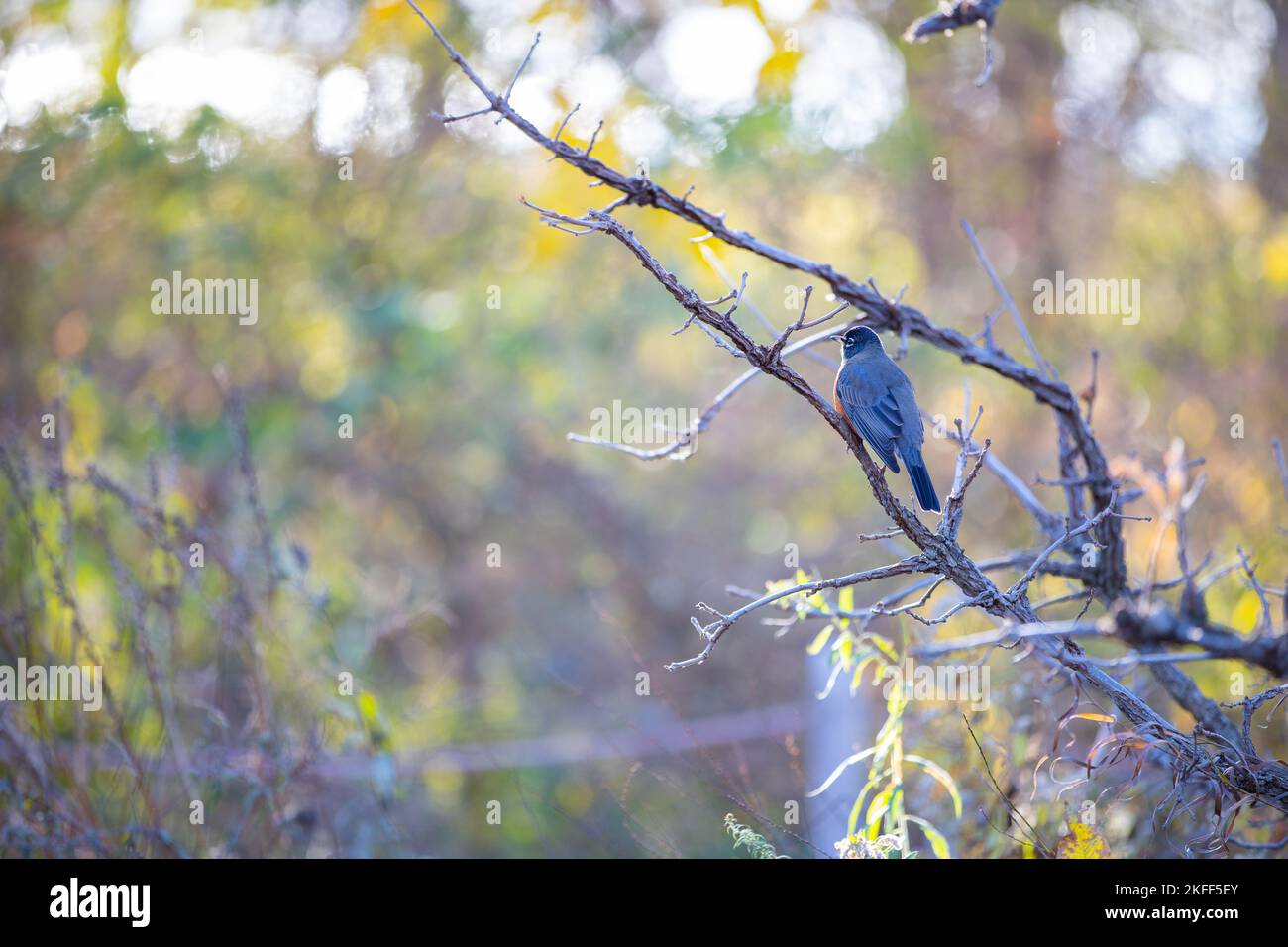 A cute little rose-bellied bunting perched on a tree branch Stock Photo ...