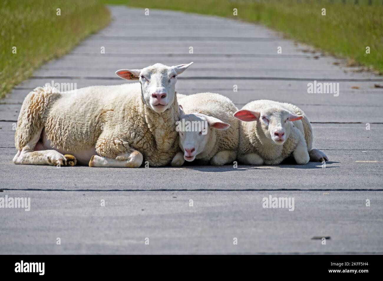 Three sheep lying on the bike path of a dike in northern Germany Stock ...