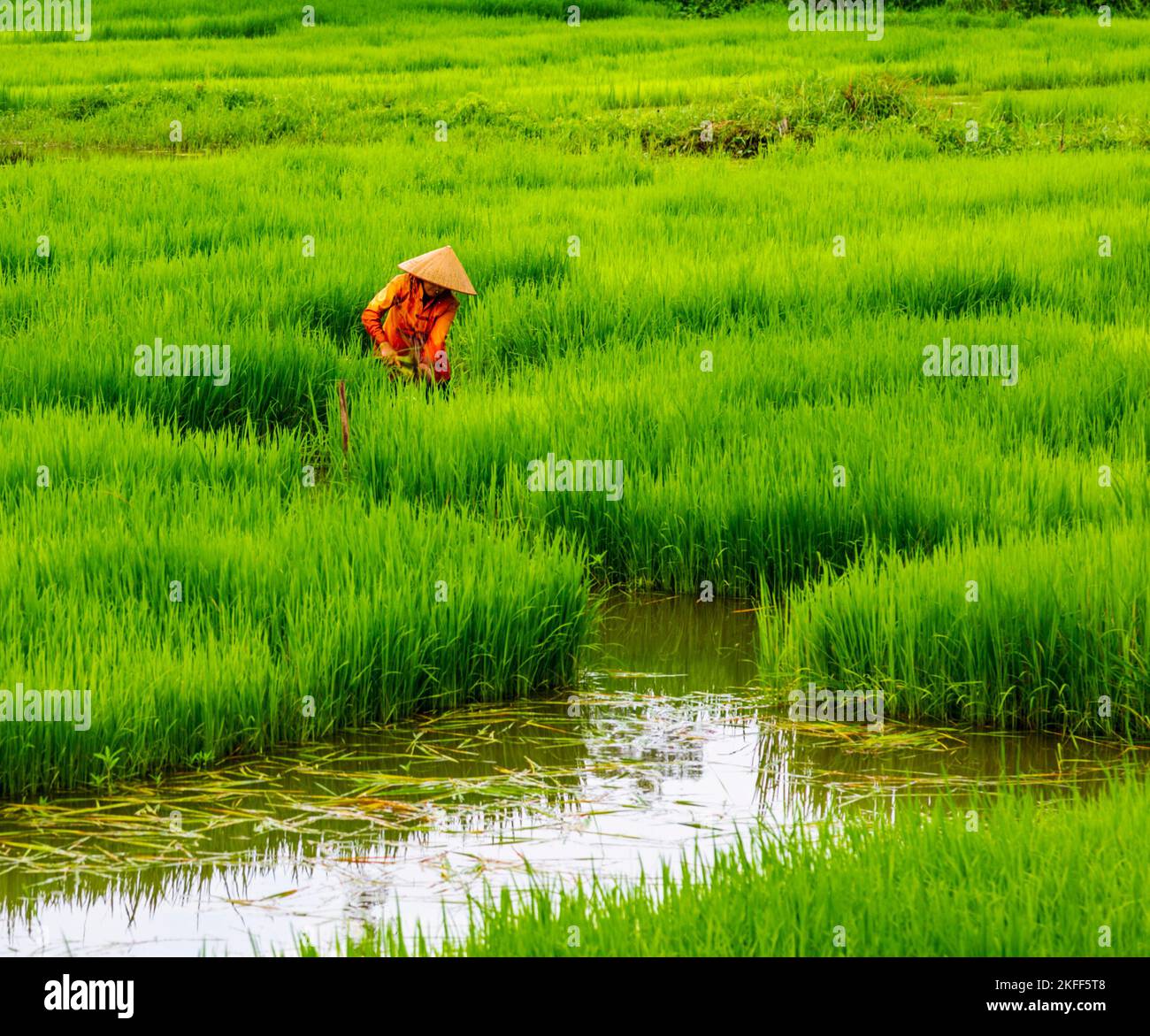 One asian Vietnamese worker in a rice field during harvest in Tam Coc ...