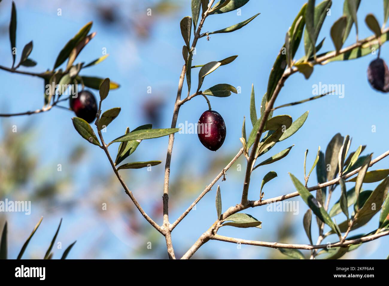 Ripe olive berry among foliage on tree branches close-up. Harvesting ...