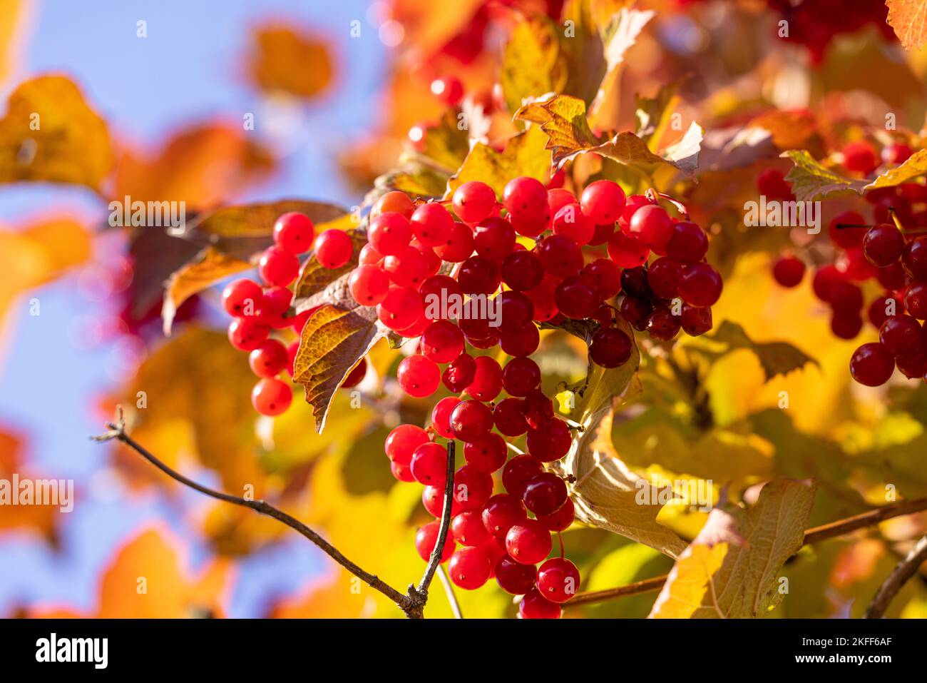 Guelder rose red berries ( latin name Viburnum opulus) in the sunny ...