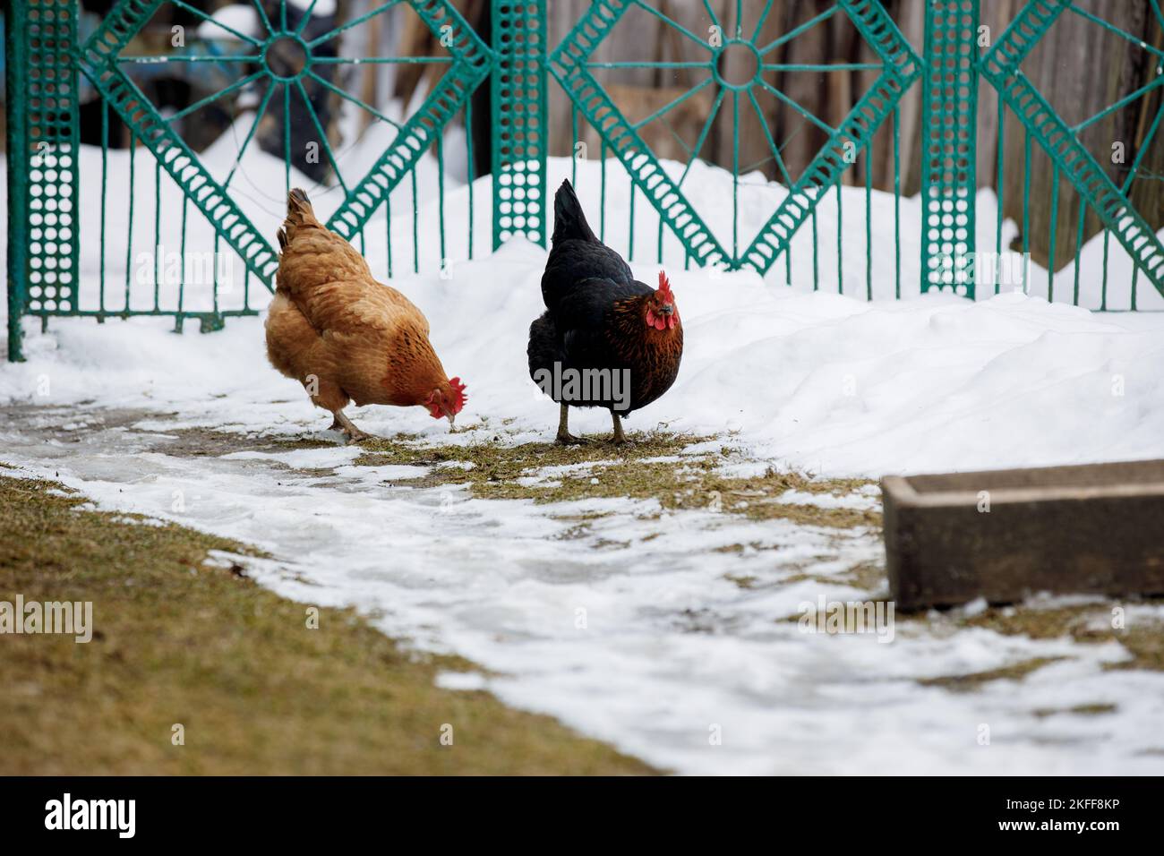 Chicken farm. Rural chicken farm stable with lots of chickens walking ...