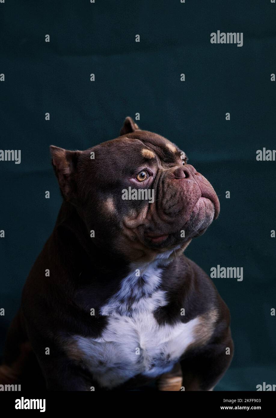 A closeup of an american bully against the dark background, a vertical ...
