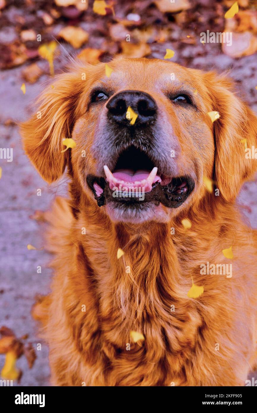 A closeup of a cheerful Golden Retriever against the fall foliage, a ...