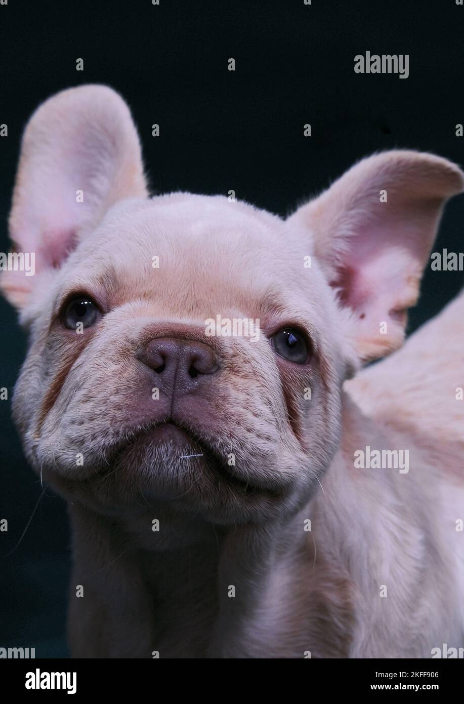 A closeup of a white French Bulldog against the black background, a ...