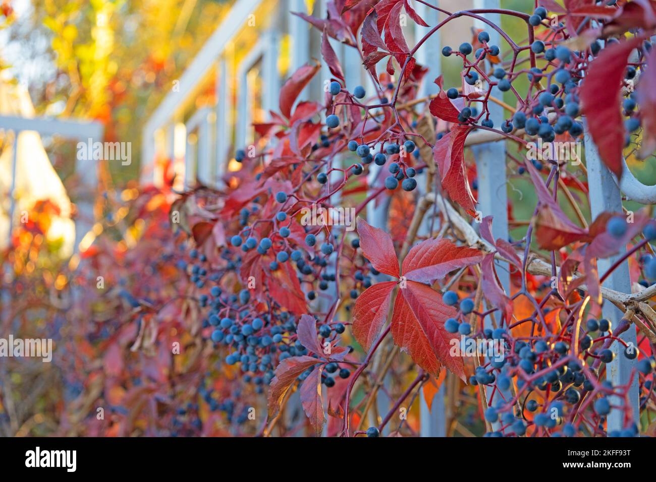 Blue berries with red leaves against the background of a tree with ...