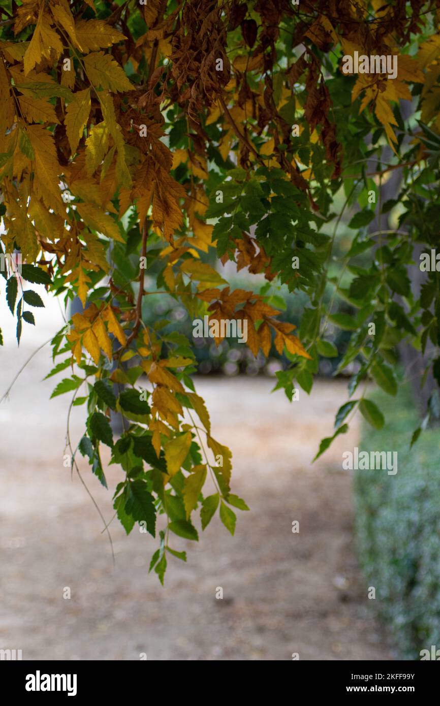 Background of leaves with different colors for autumn in Madrid Stock ...