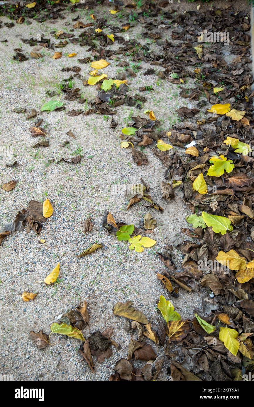 Autumn background with fallen leaves on the sand of the playground ...