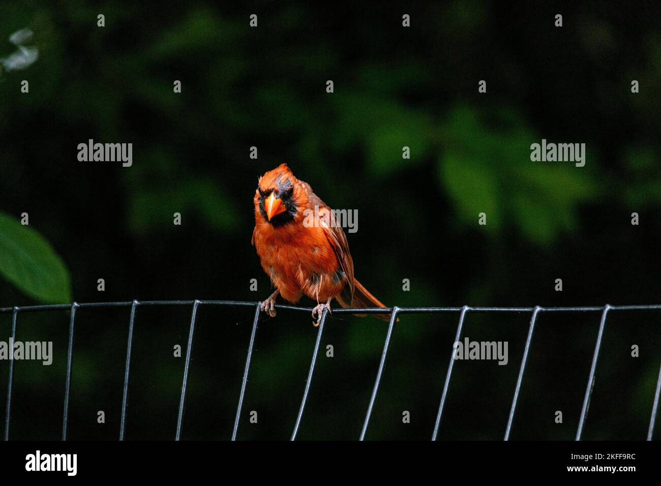 A beautiful red cardinal standing on the iron fence and looking down in ...