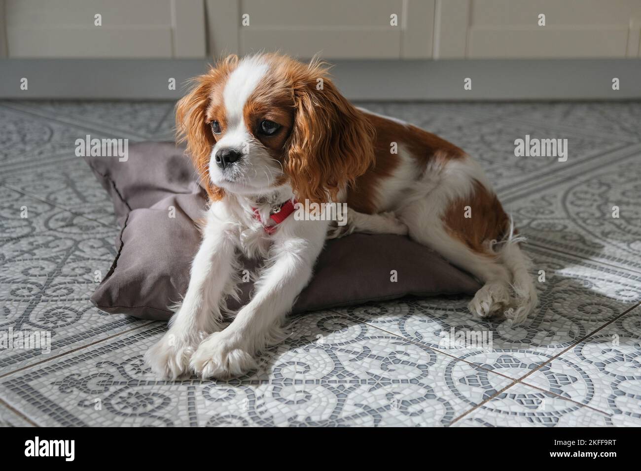 Close up portrait of Cute dog puppy looking at the camera. Cavalier ...