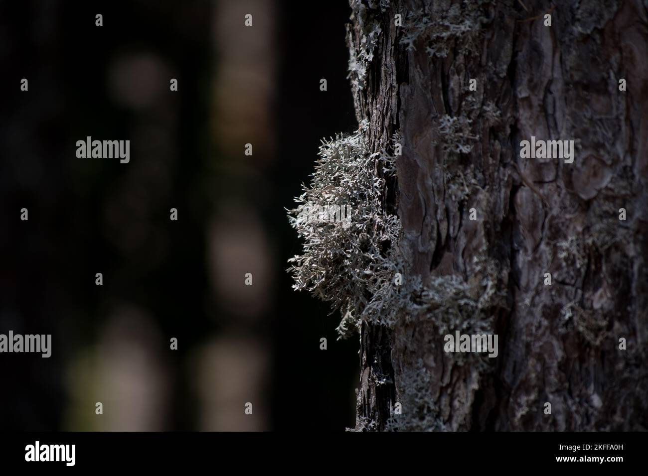 A closeup of the old gray tree, suitable for wallpapers and backgrounds ...