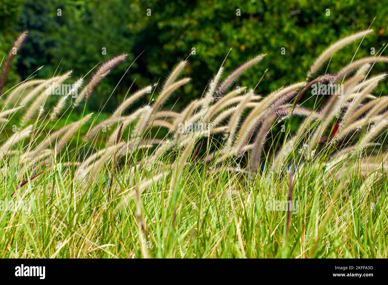 Chinese rye grass hi-res stock photography and images - Alamy