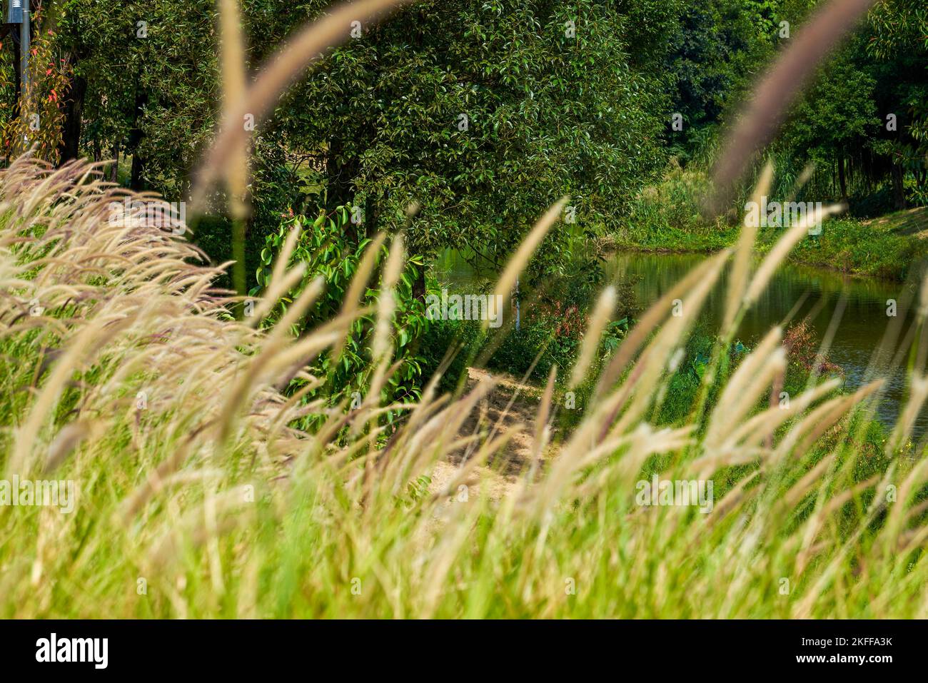 Lush reeds and dogtail grass planted along the river bank Stock Photo ...
