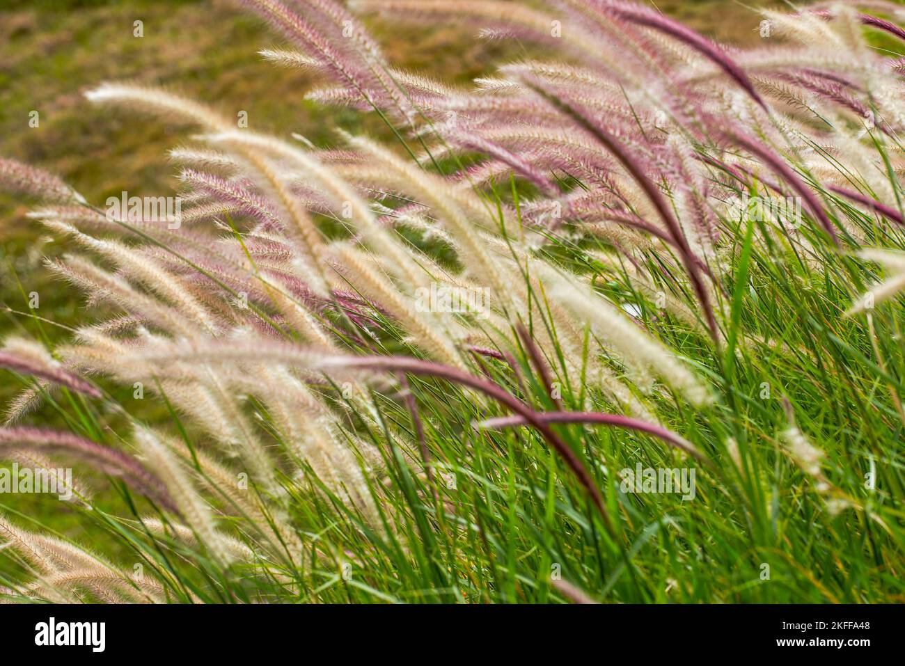 Lush reeds and dogtail grass planted along the river bank Stock Photo ...