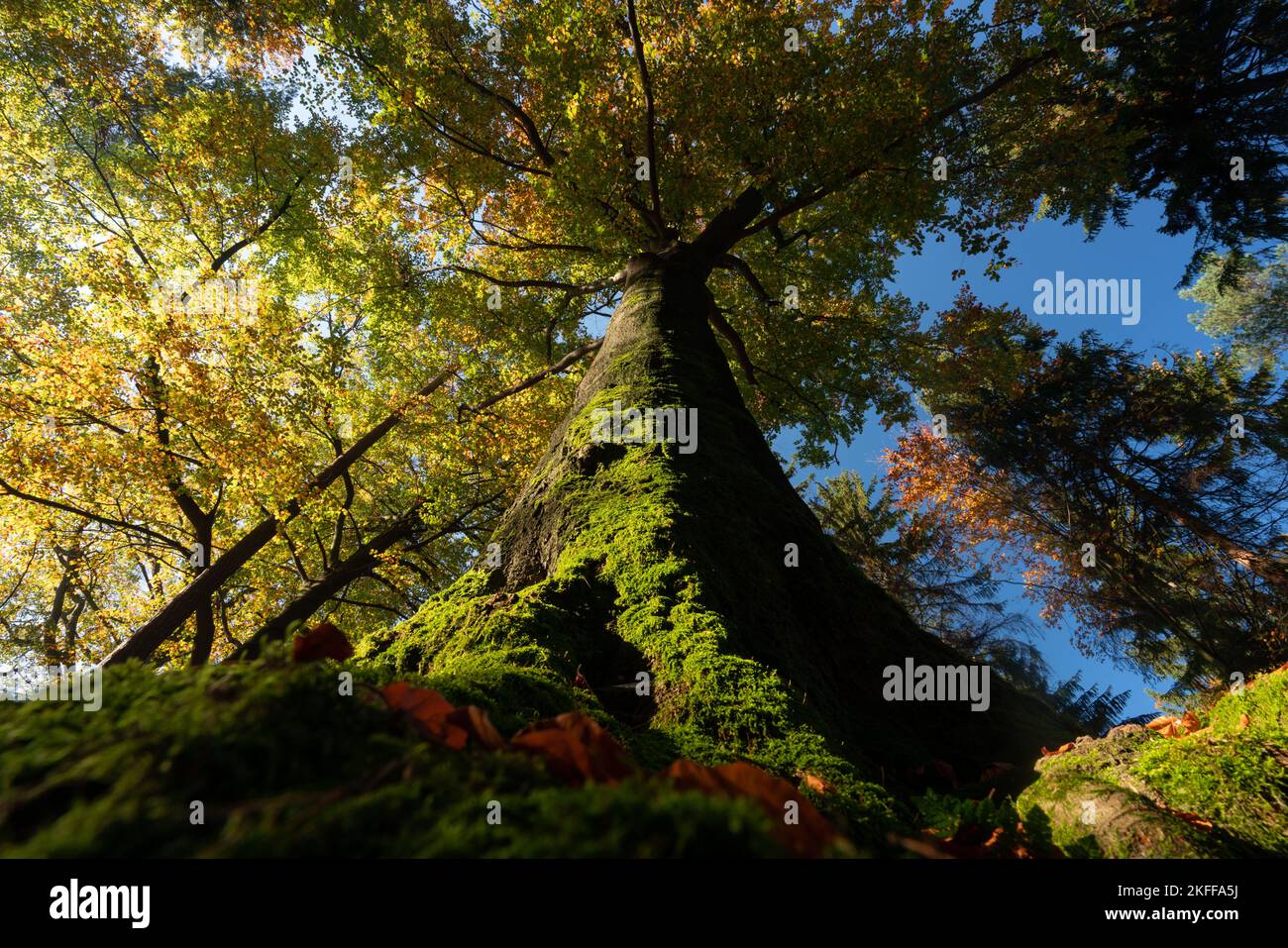 A low angle shot of an old tree covered in moss on a sunny day Stock ...