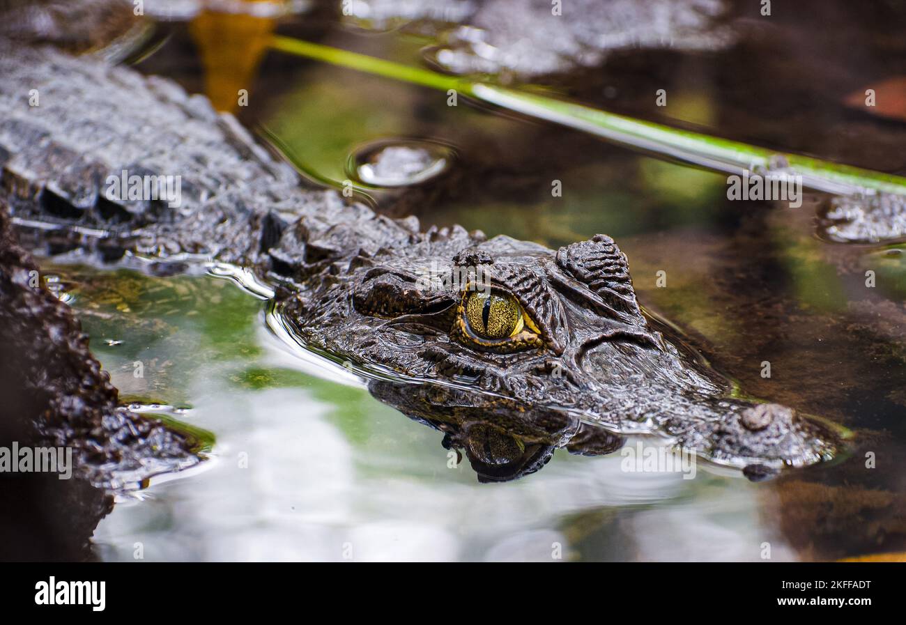 Panama caiman hi-res stock photography and images - Alamy