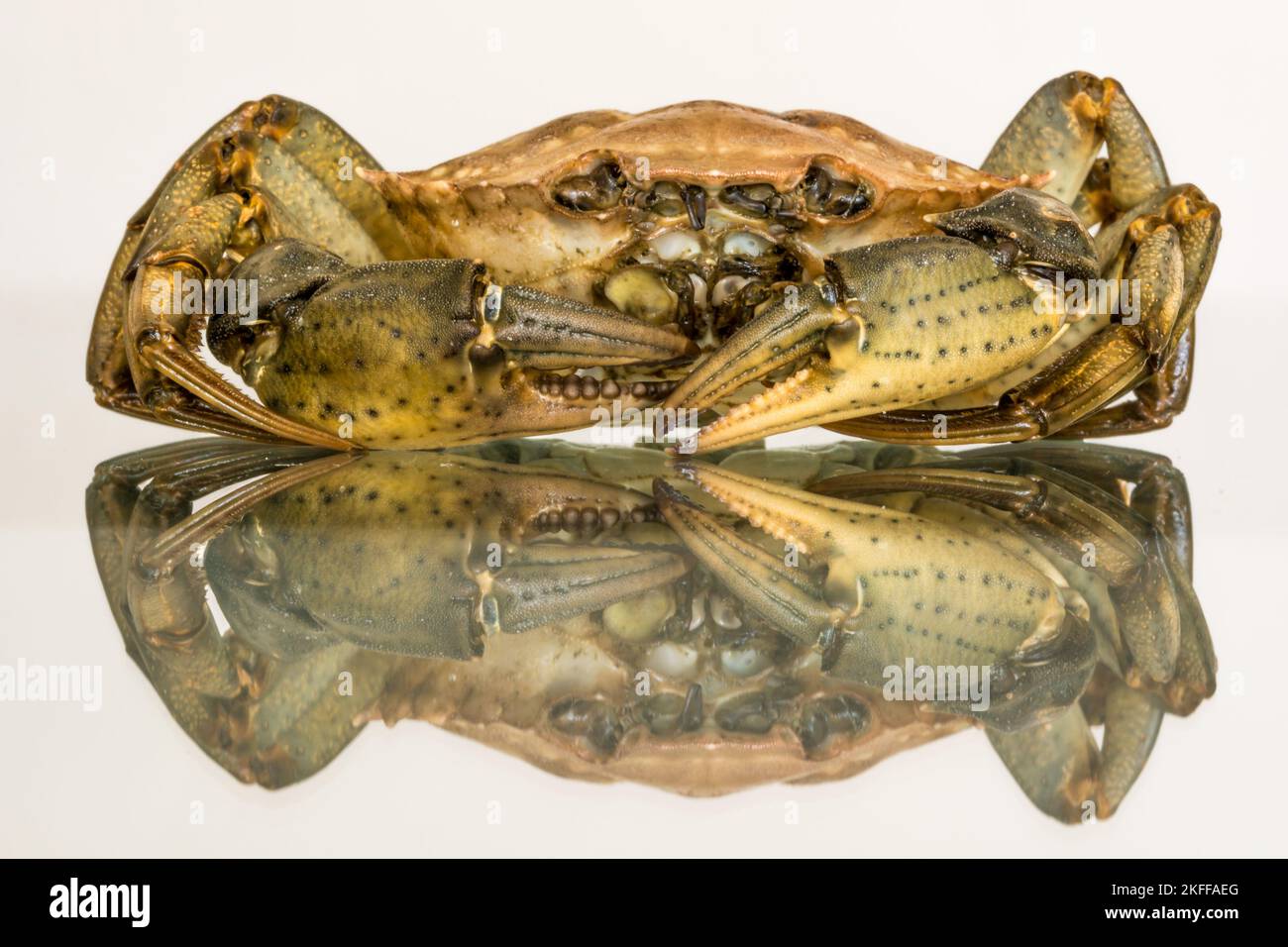 Close-up view of dead crab with mirror reflection on white background ...