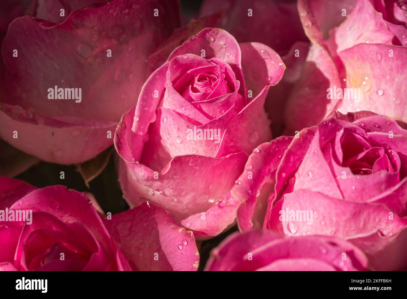 Romantic pink rose moment hi-res stock photography and images - Alamy