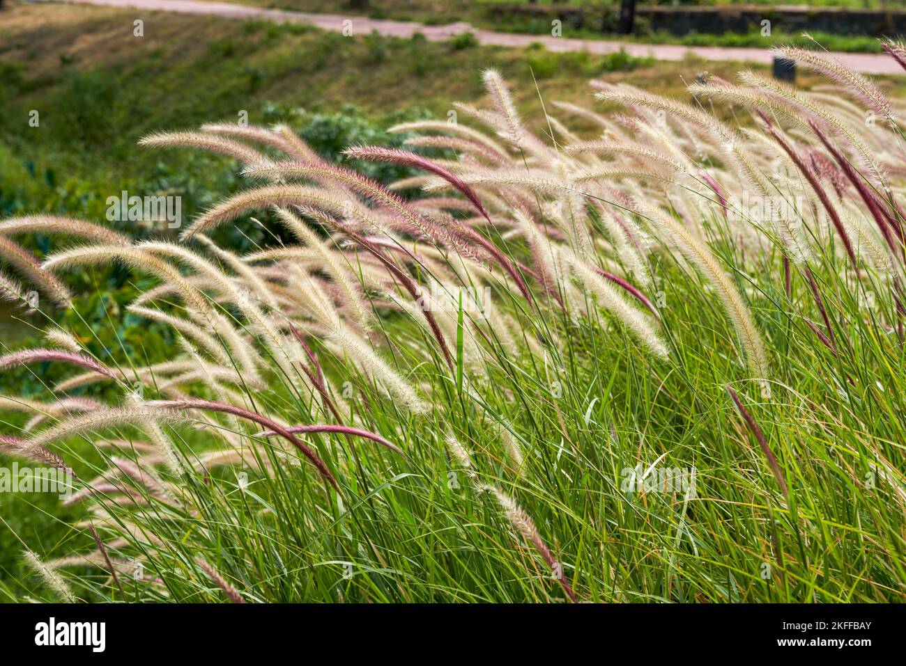 Chinese rye grass hi-res stock photography and images - Alamy