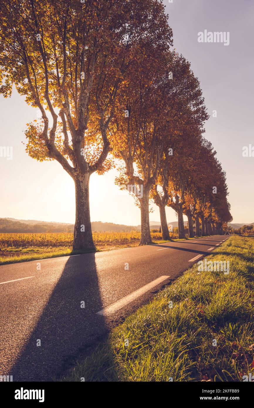 Maple leaves light and shadow landmark trees trees hi-res stock ...