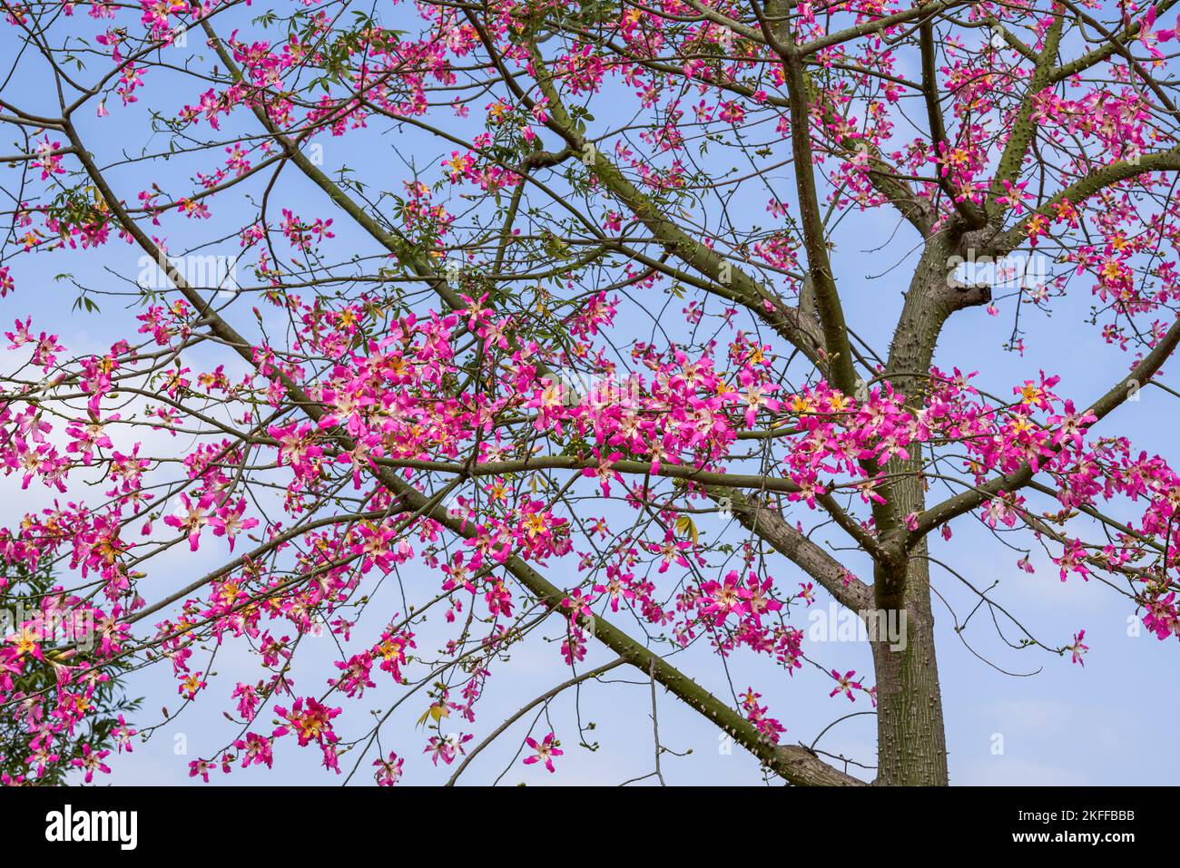 Lush beautiful kapok tree without hi-res stock photography and images ...