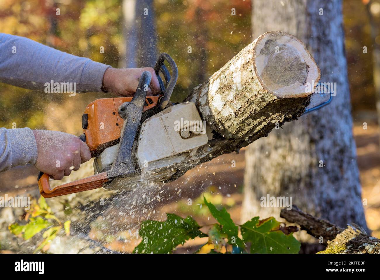 Professional man utilities cutting broken trunk tree with chainsaw ...