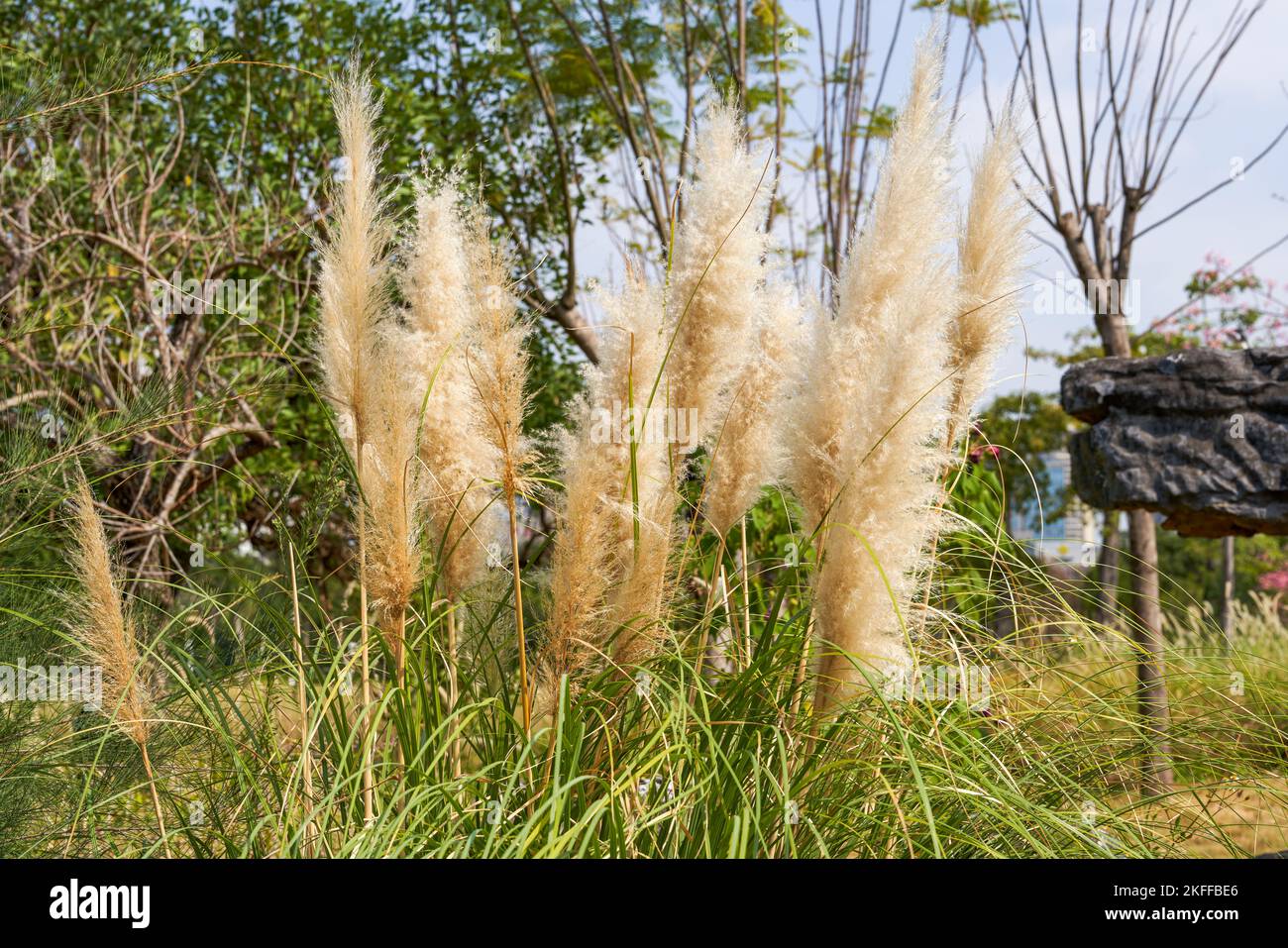 Lush reeds and dogtail grass planted along the river bank Stock Photo ...