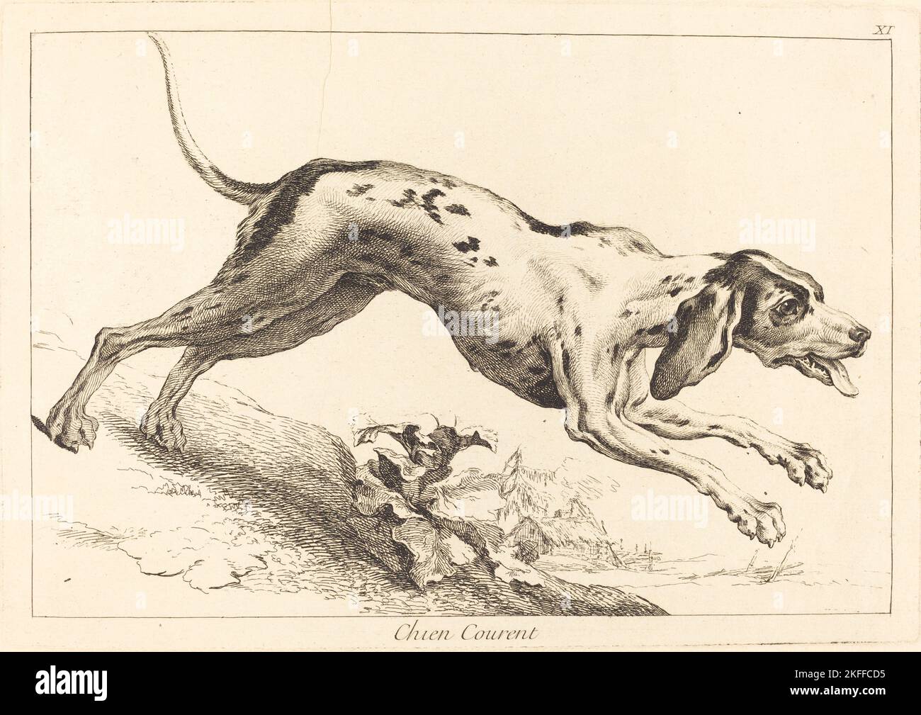 Chien courent (Running Hound Stock Photo - Alamy