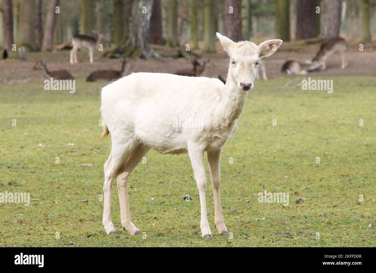 A cute white albino deer in a meadow Stock Photo - Alamy