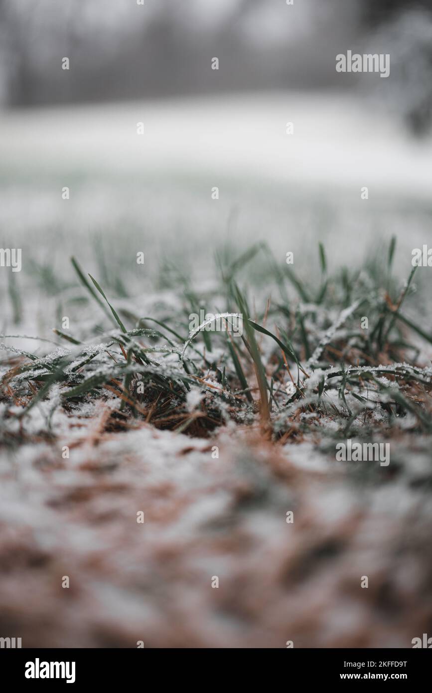A vertical closeup of snowy grass in a field Stock Photo - Alamy