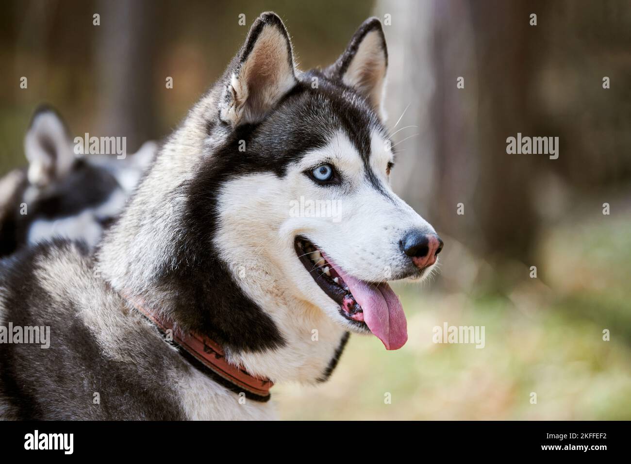 Siberian Husky dog profile portrait with black gray white coat color ...