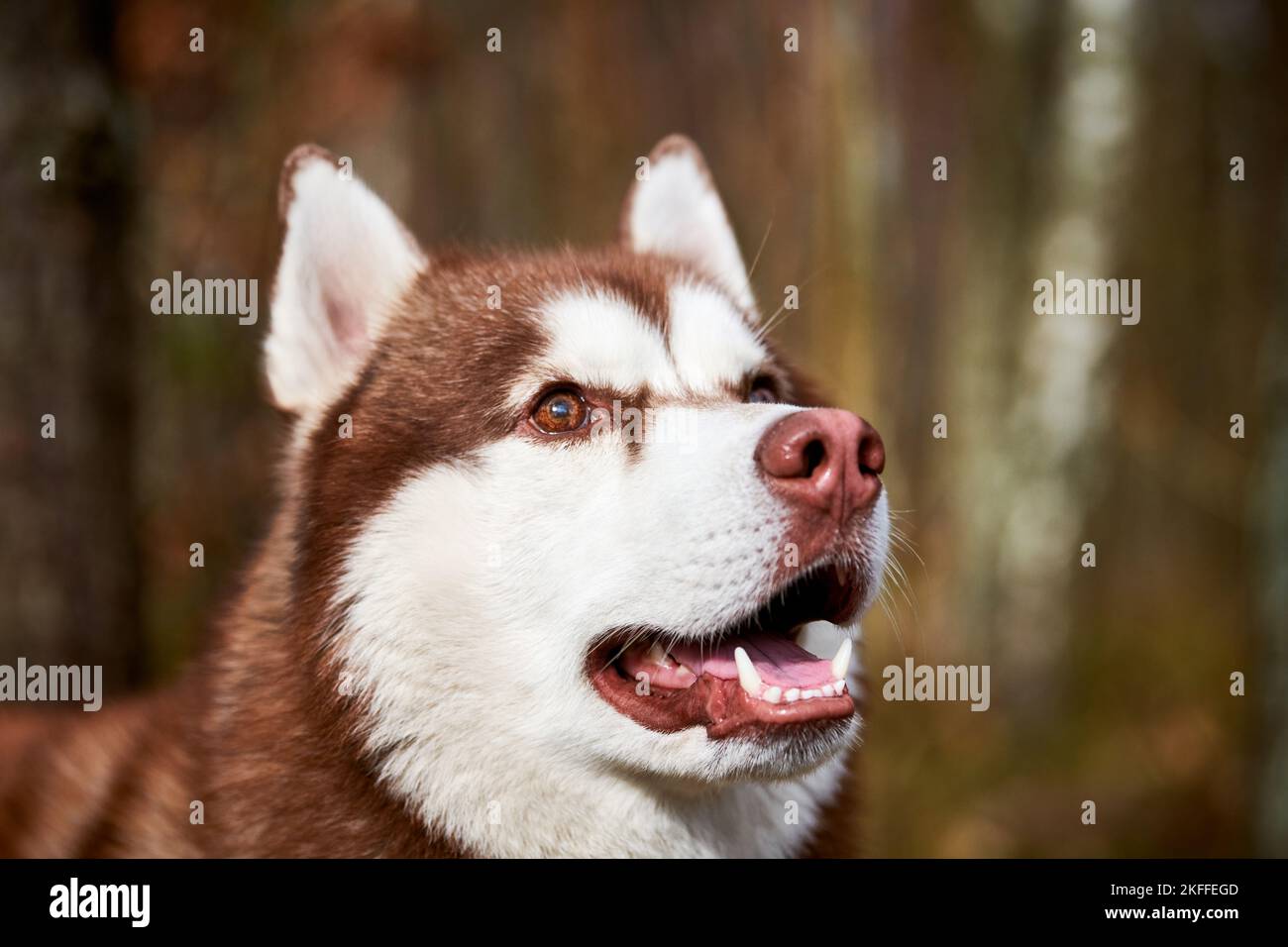 Siberian Husky dog profile portrait with brown eyes and brown white ...