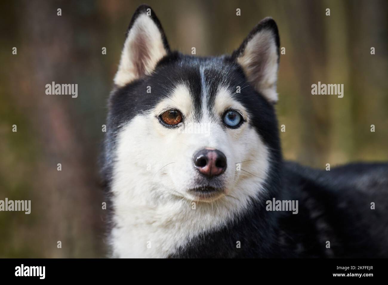 Siberian Husky dog with huge eyes, funny surprised Husky dog with ...