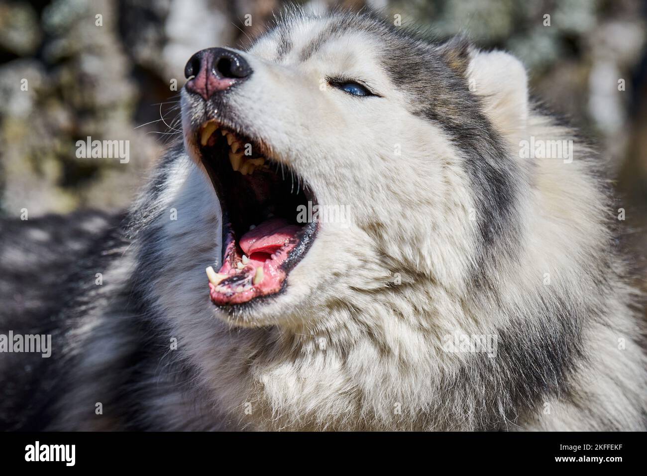 Siberian Husky dog profile portrait with black gray white coat color ...