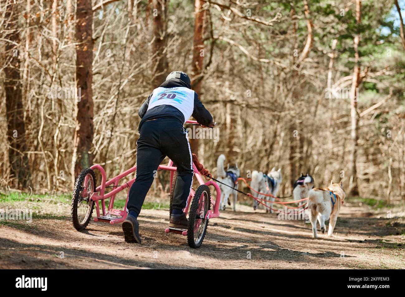 Back view to male musher rides on three wheeled cart with Siberian ...