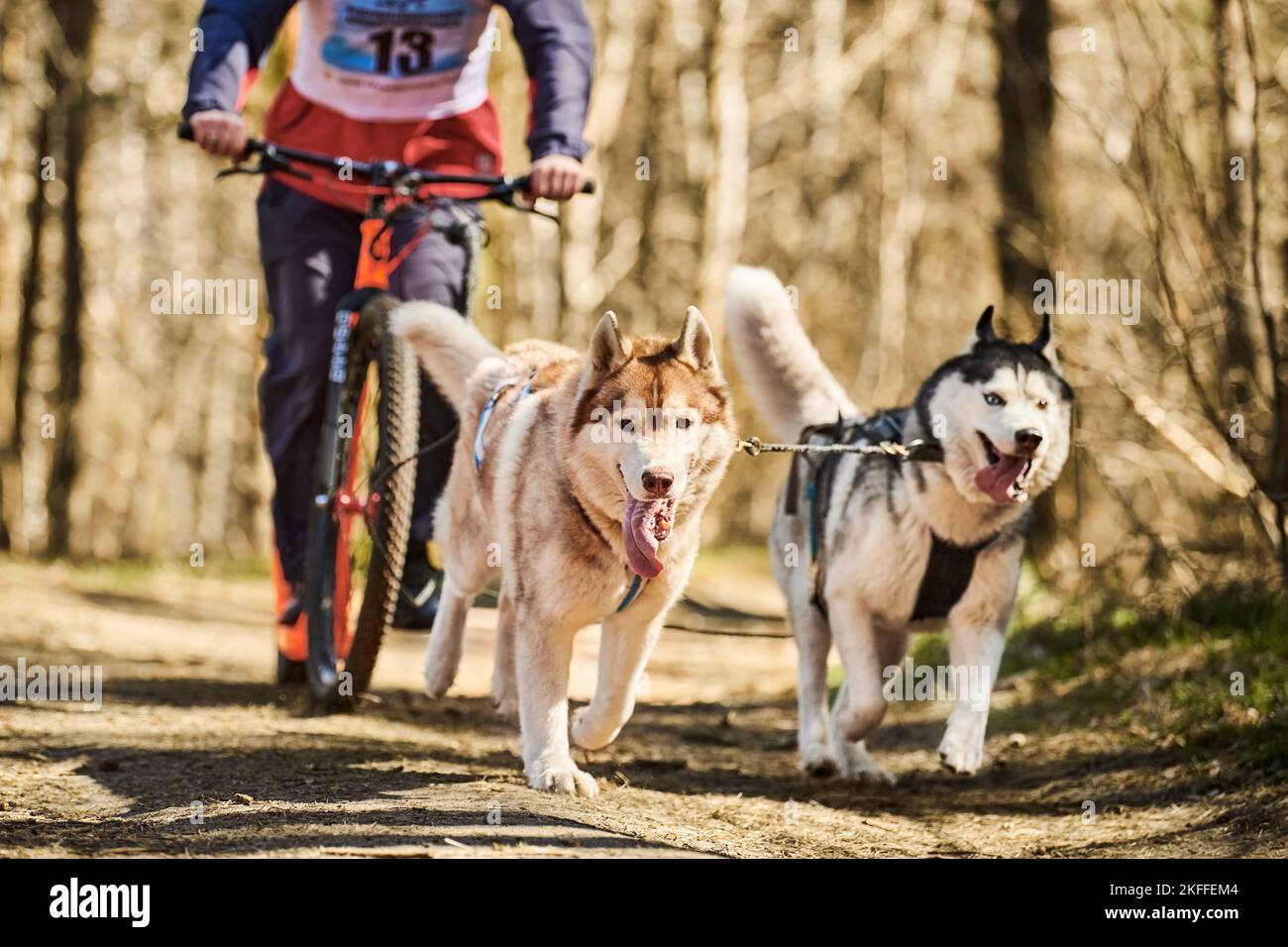 Running Siberian Husky sled dogs in harness pulling scooter on autumn ...