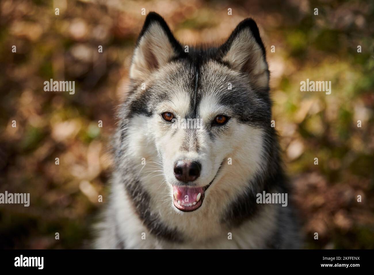 Siberian Husky dog portrait with brown eyes and gray coat color, cute ...