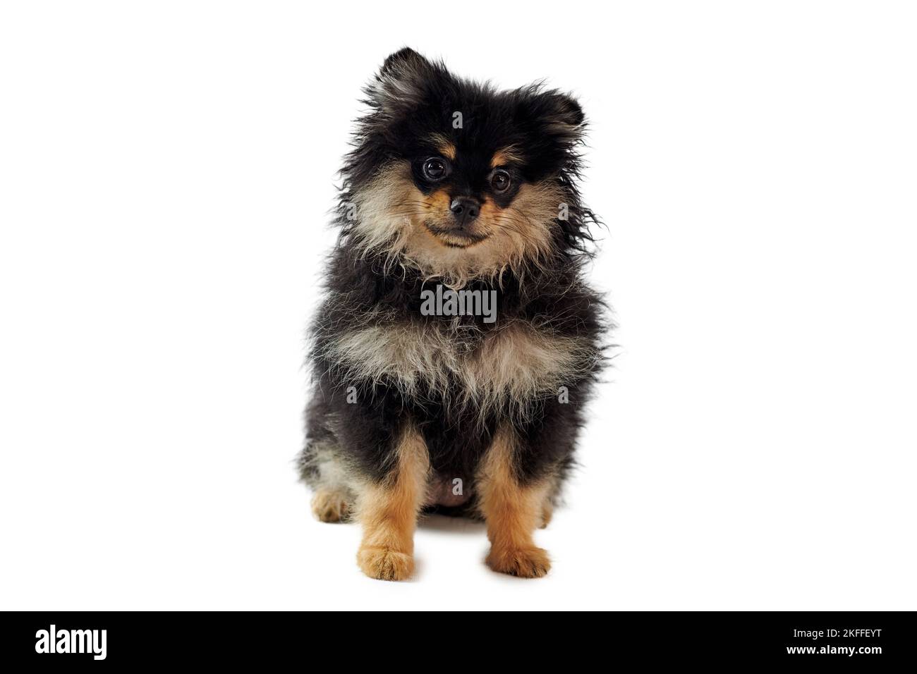Pomeranian Spitz puppy dog isolated on white background, cute black ...