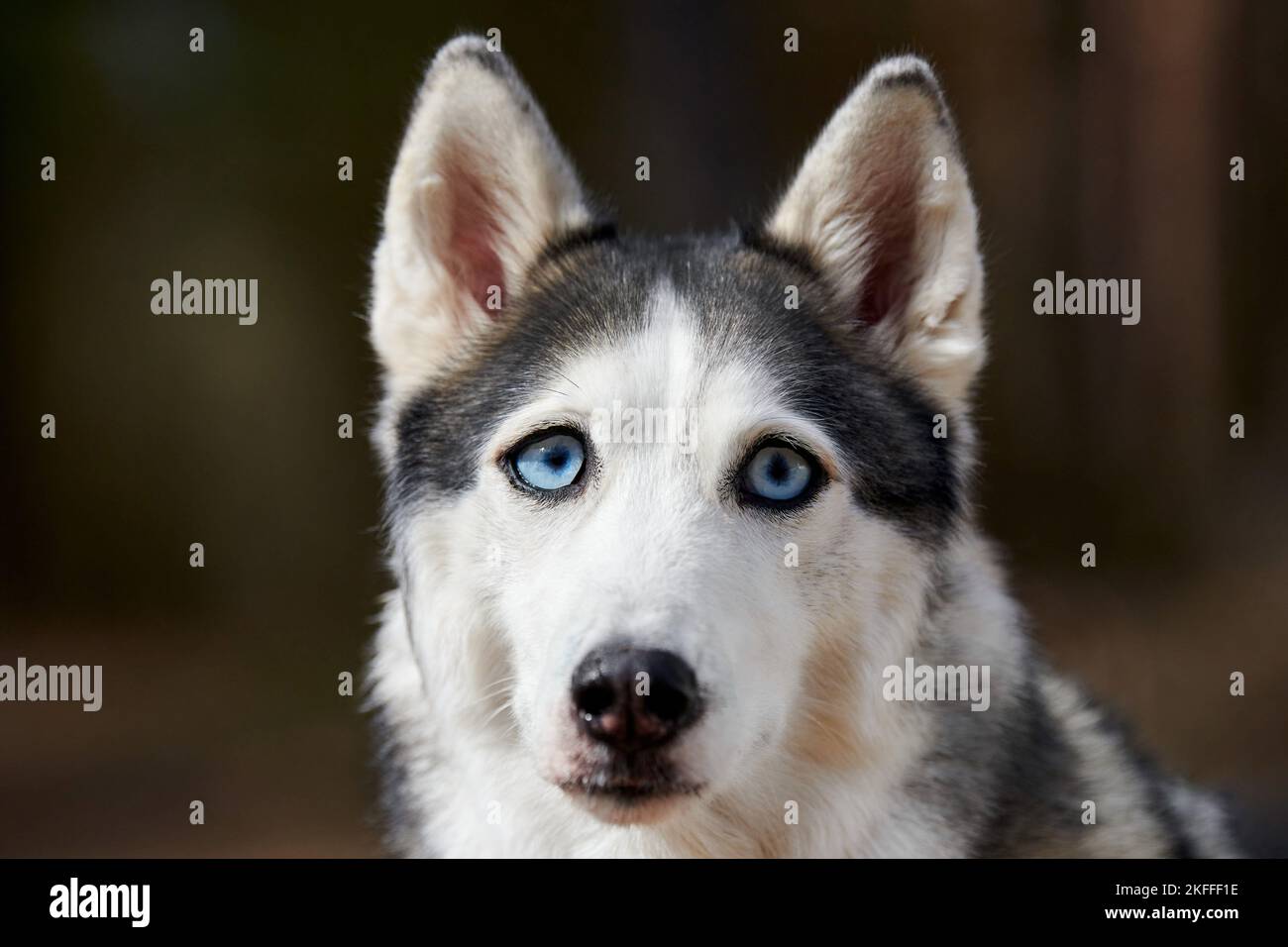 Siberian Husky dog with huge eyes, funny surprised Husky dog with ...